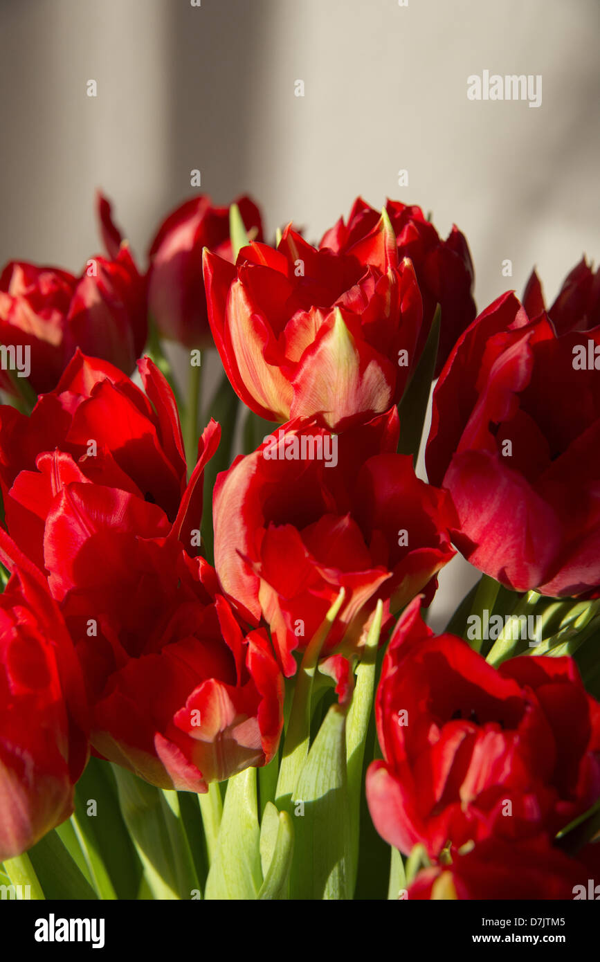 Tulipe rouge hi-res stock photography and images - Alamy