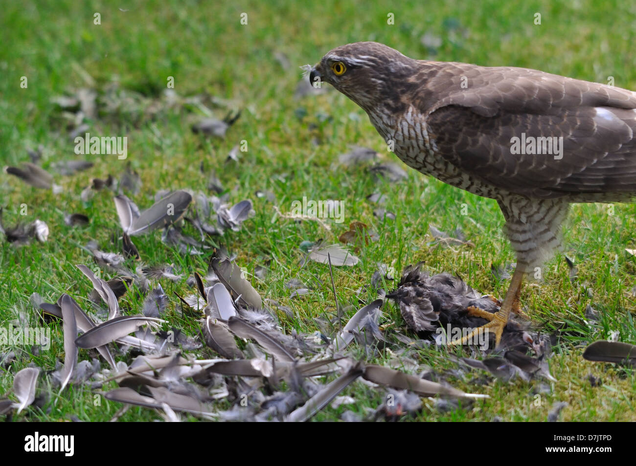 Female Sparrowhawk with a captured starling Stock Photo - Alamy