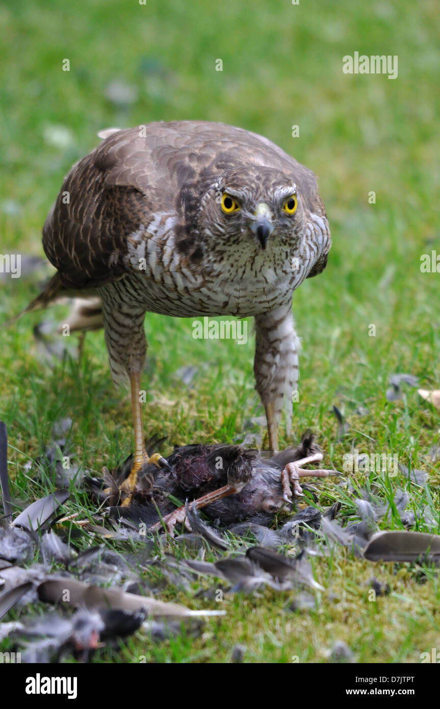 Female sparrowhawk hi-res stock photography and images - Alamy