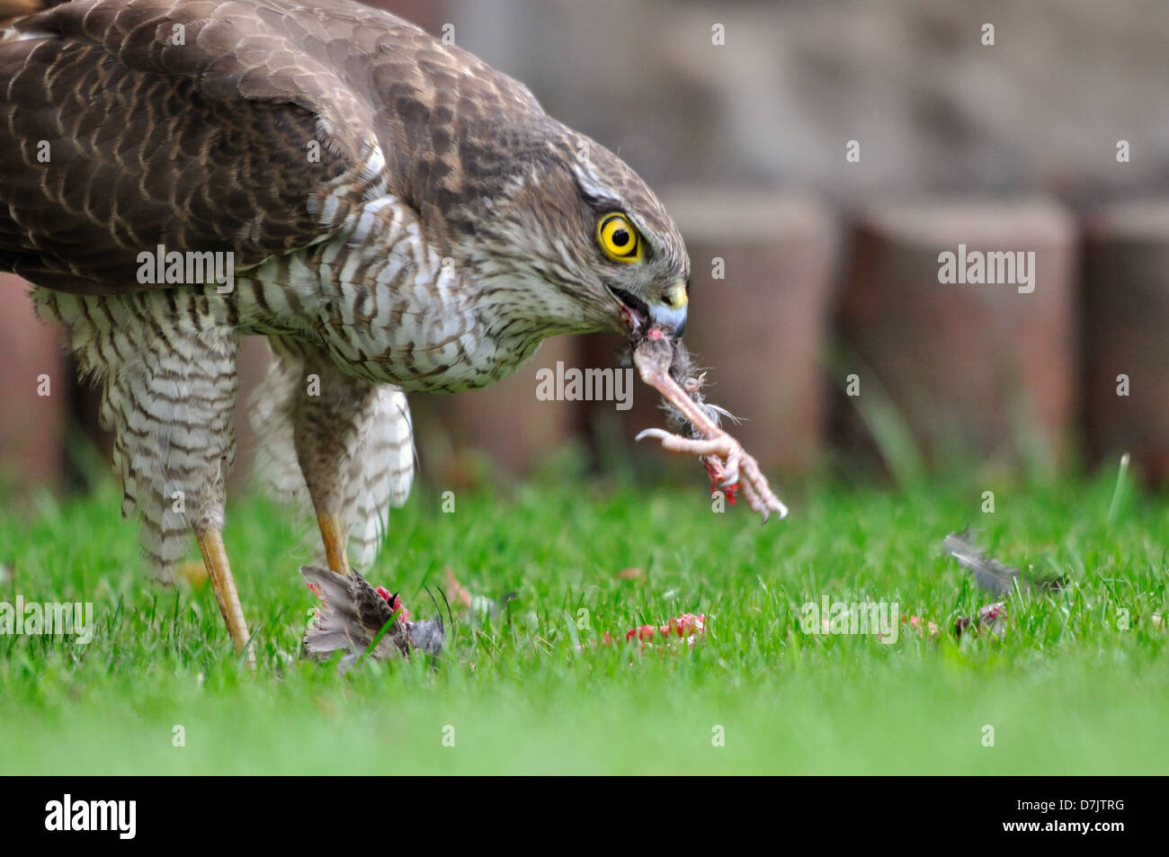 Female Sparrowhawk with a captured starling Stock Photo - Alamy