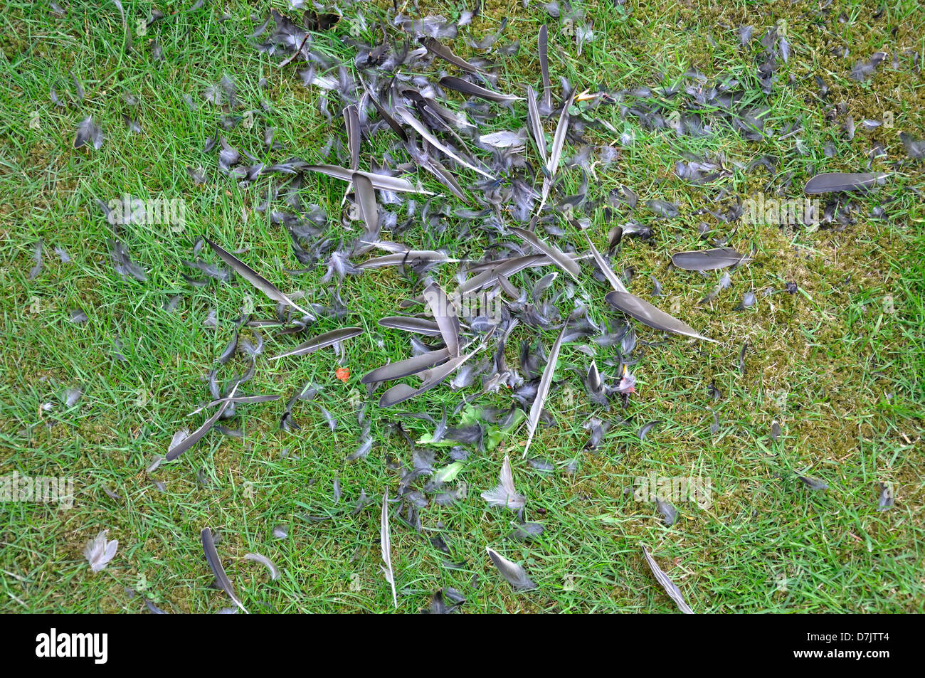 The aftermath of a Sparrowhawk Stock Photo - Alamy