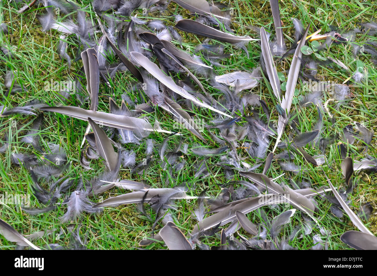 The aftermath of a Sparrowhawk Stock Photo - Alamy