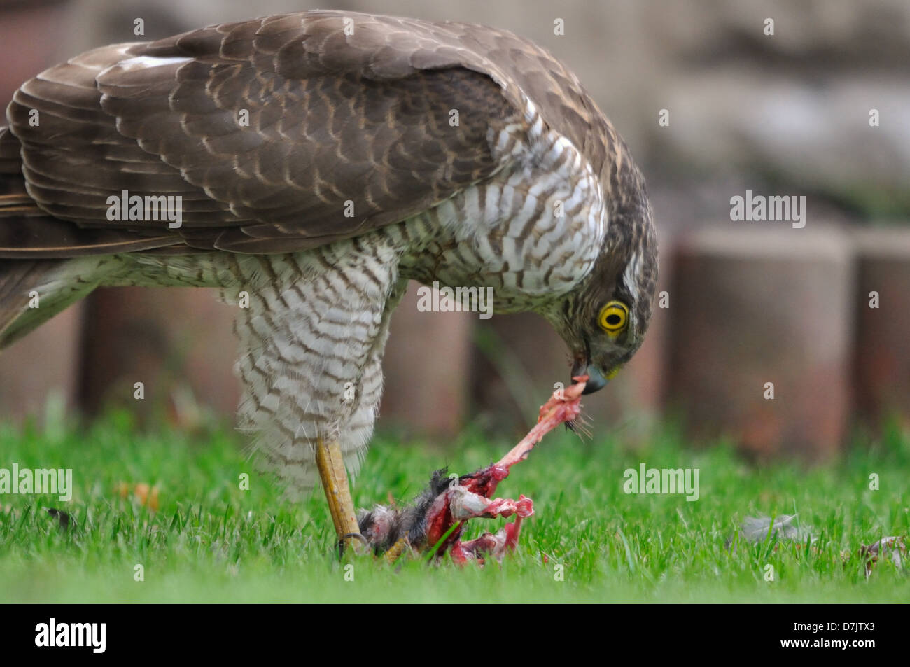 Female Sparrowhawk with a captured starling Stock Photo - Alamy