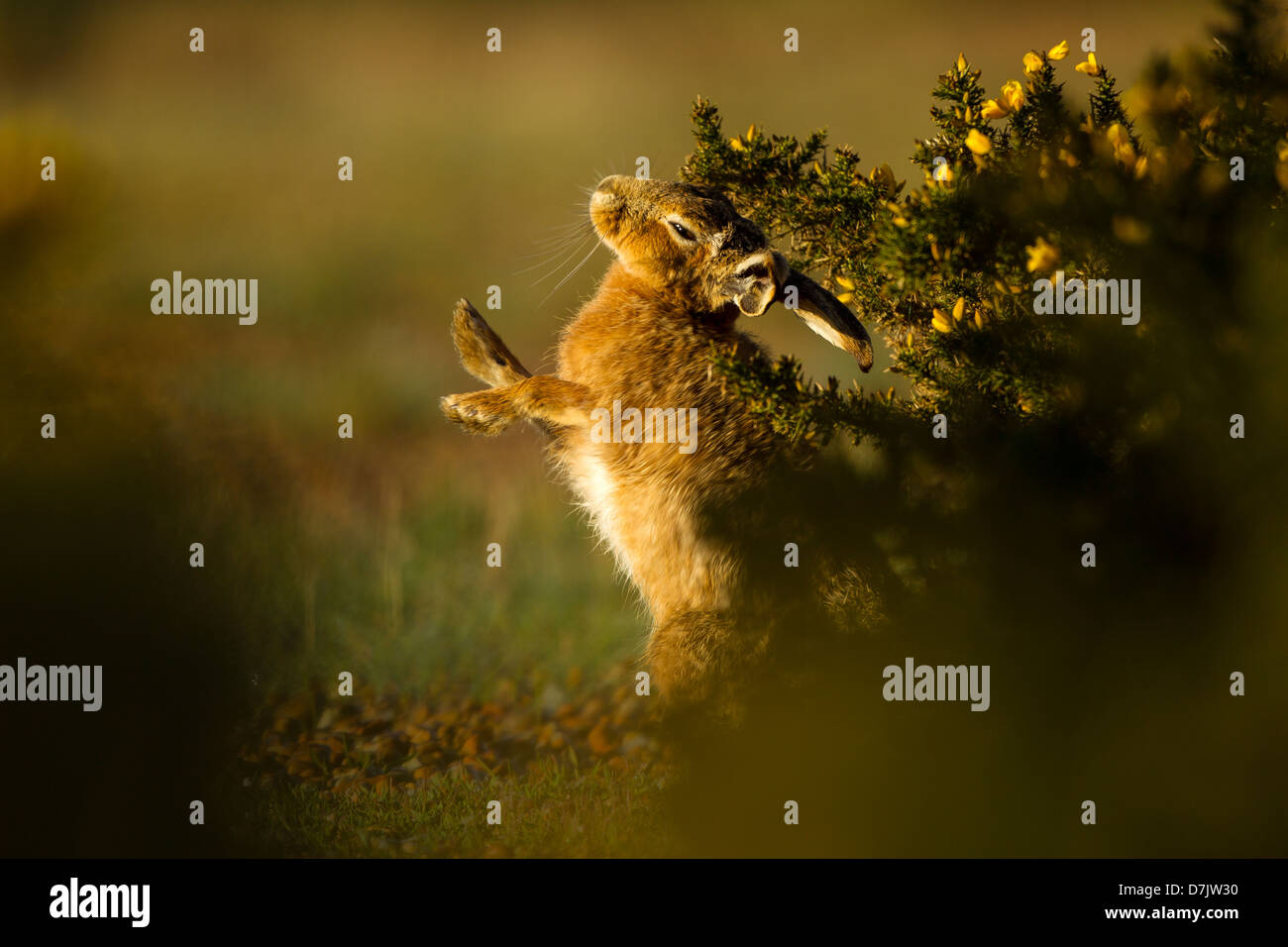 Hare stretch hi-res stock photography and images - Alamy