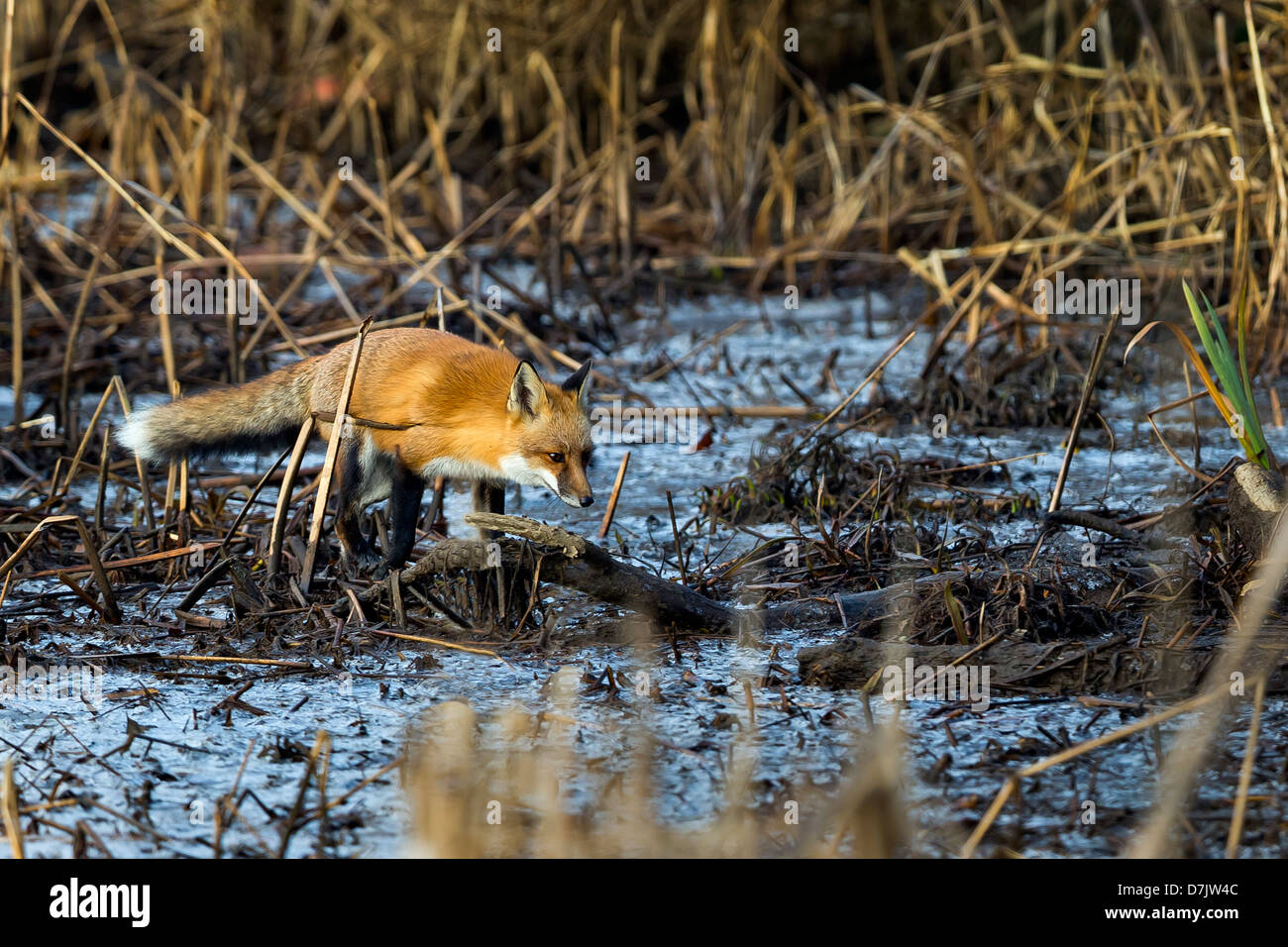 A red fox (Vulpes vulpes) walks through a frozen marsh at dawn ...