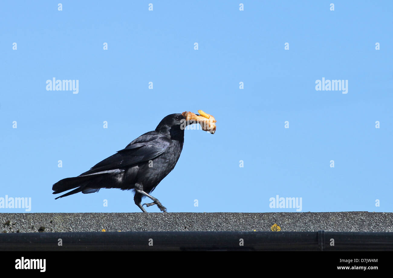 Carrion Crow on roof with a chicken leg in it's beak Stock Photo - Alamy
