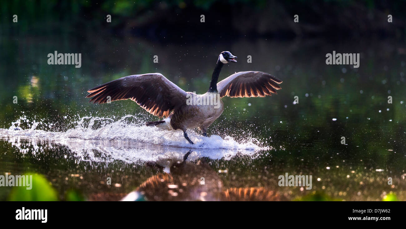 Canada goose landing on a pond hi-res stock photography and images - Alamy