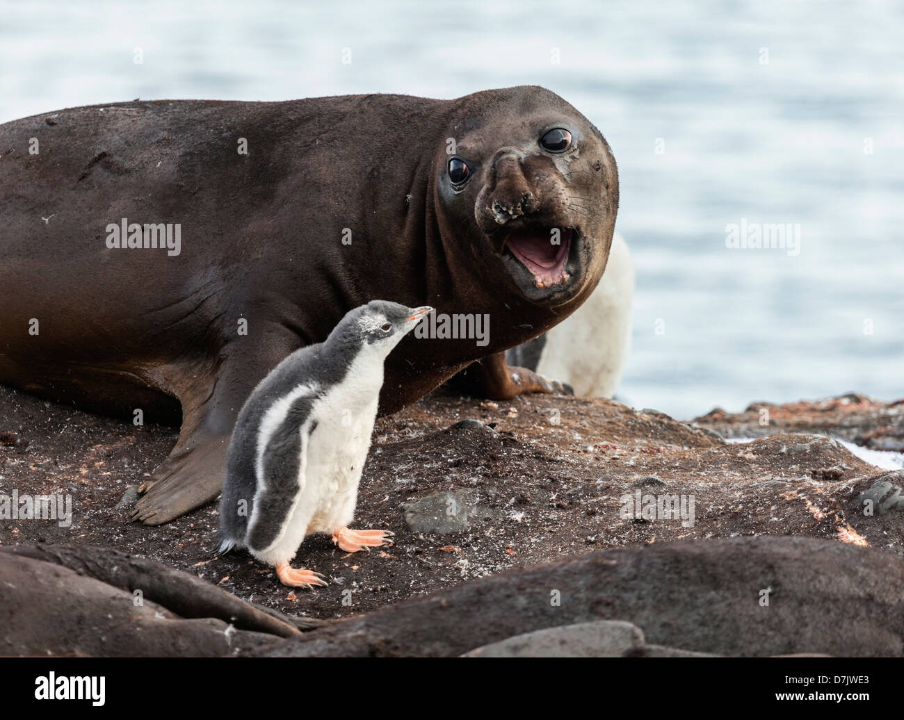 Antarctica, symbiosis between seal elephant and penguin Stock Photo - Alamy