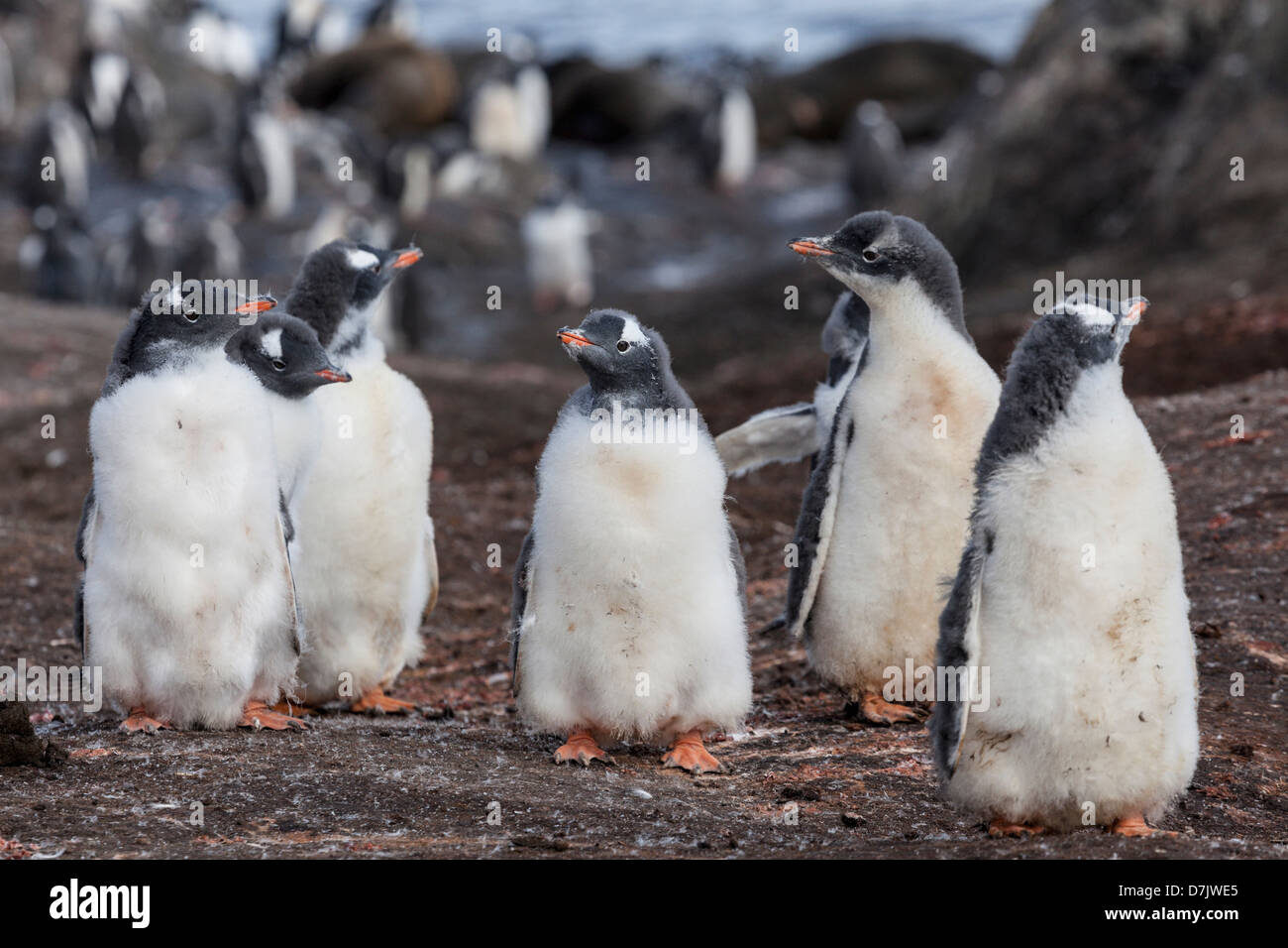 Antarctica, medium group of penguins Stock Photo - Alamy