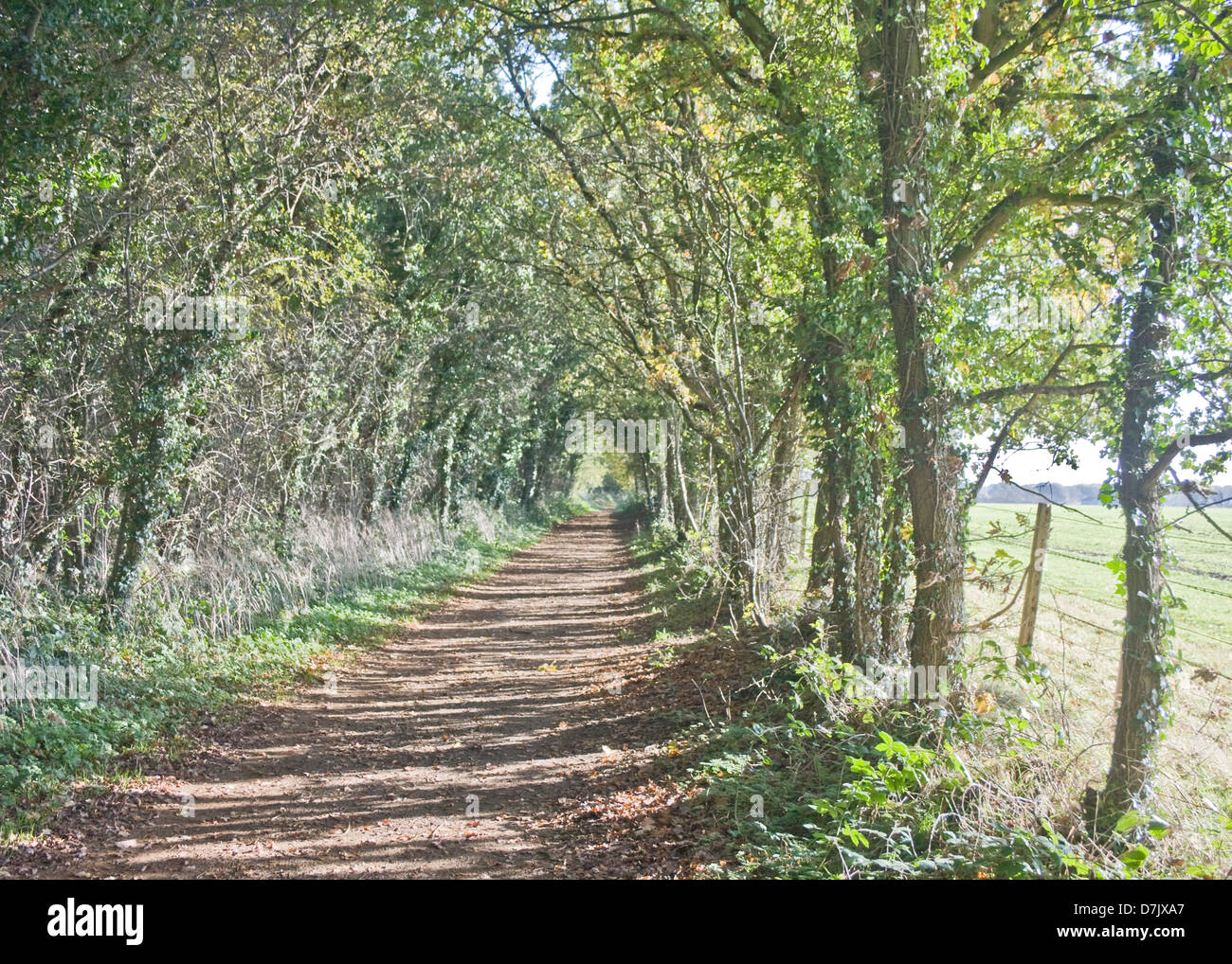 Marriott's Way cycle path near Reepham, Norfolk. Trees overhanging old ...