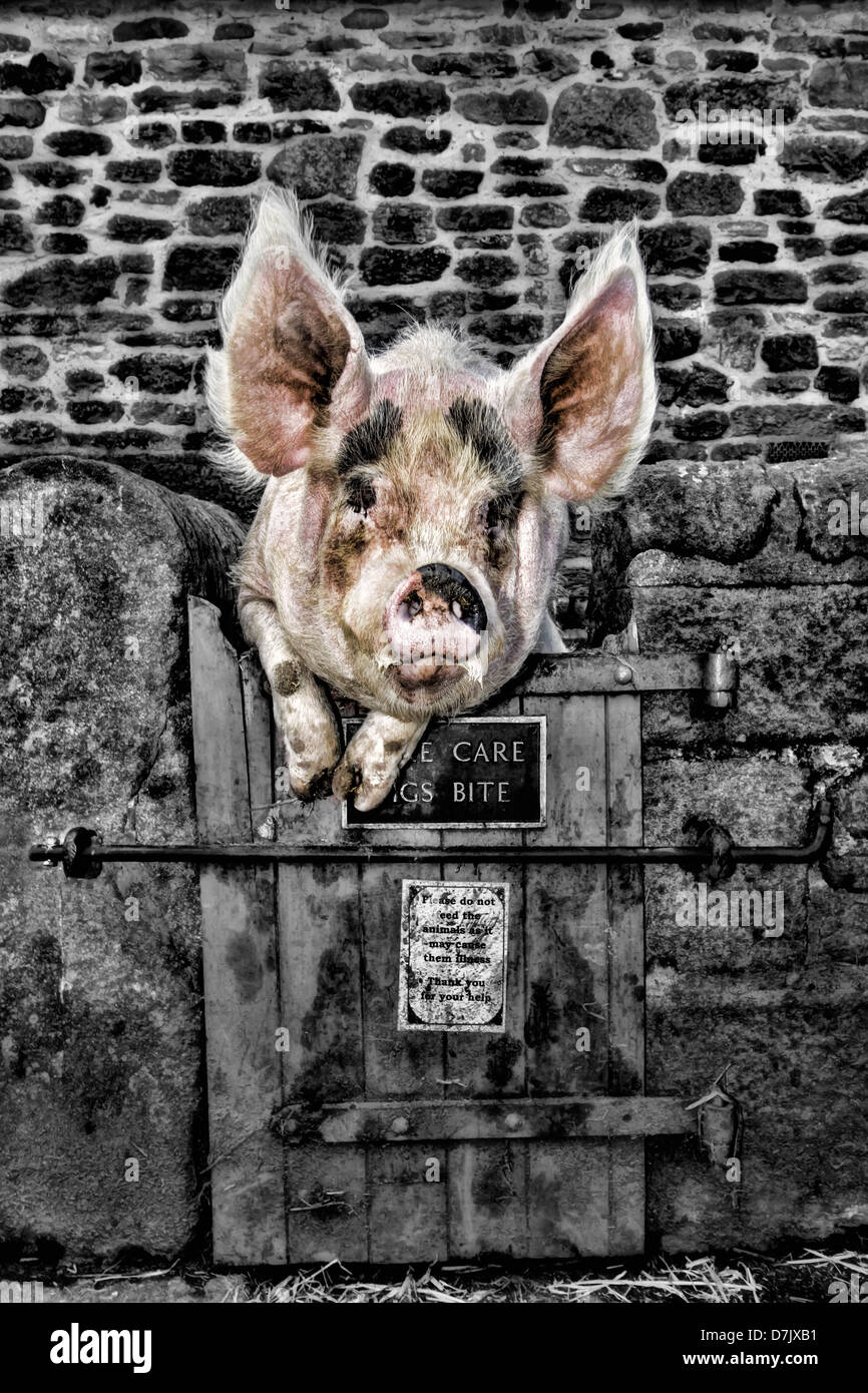 An image of a pig looking over the gate to it`s pen Stock Photo - Alamy