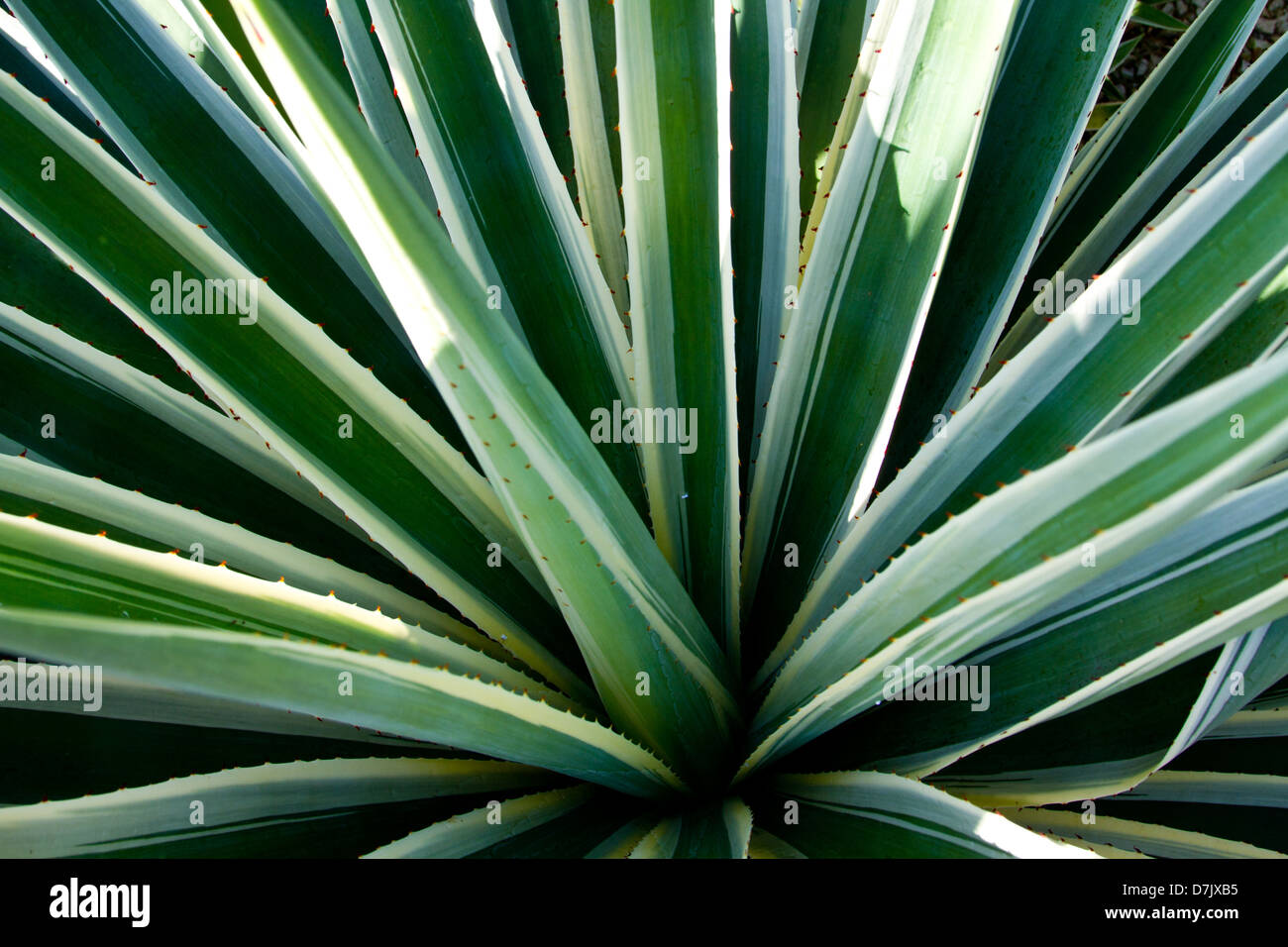 Agave with flowers hi-res stock photography and images - Alamy