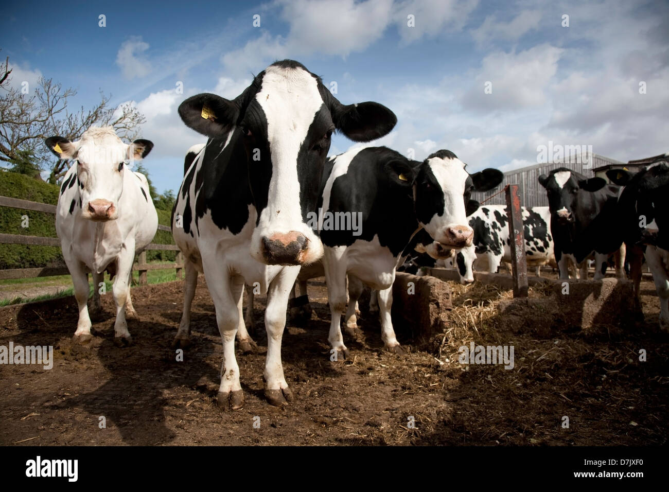 Holstein Dairy Cows Stock Photo - Alamy