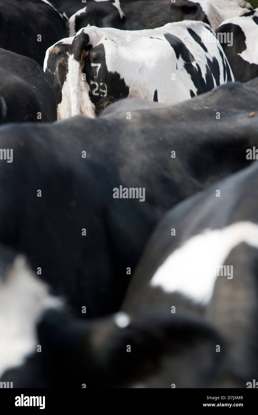 Black white cows number hi-res stock photography and images - Alamy