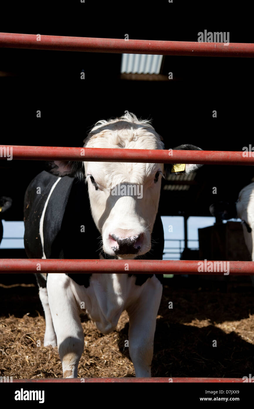 Hereford cross beef cattle Stock Photo - Alamy