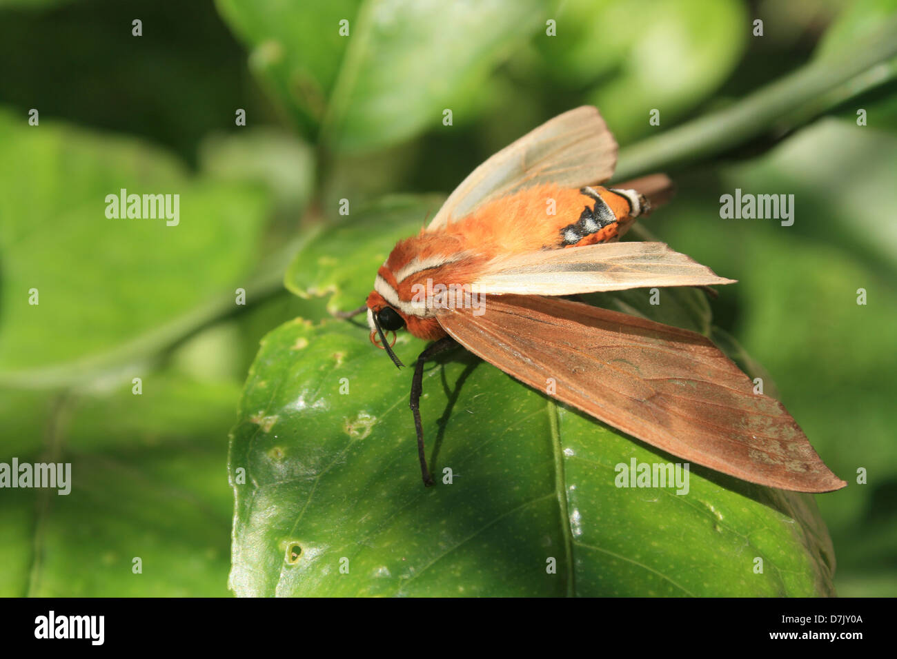 An orange and brown moth standing on the leaf of a plant in Cotacachi ...