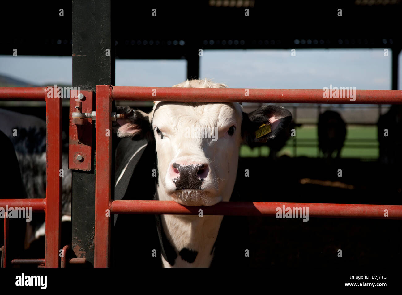 Hereford cross beef cattle Stock Photo - Alamy
