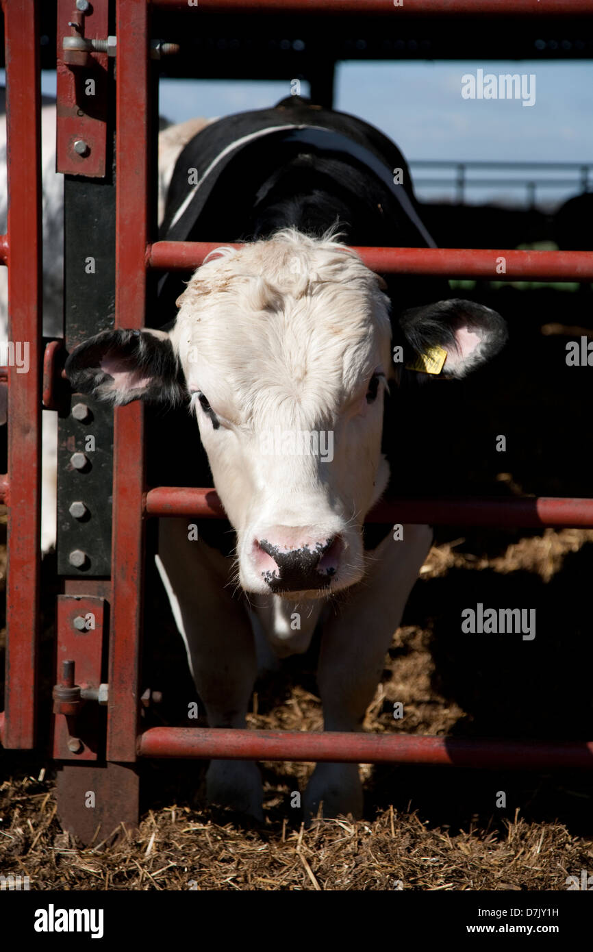 Hereford cross beef cattle Stock Photo - Alamy