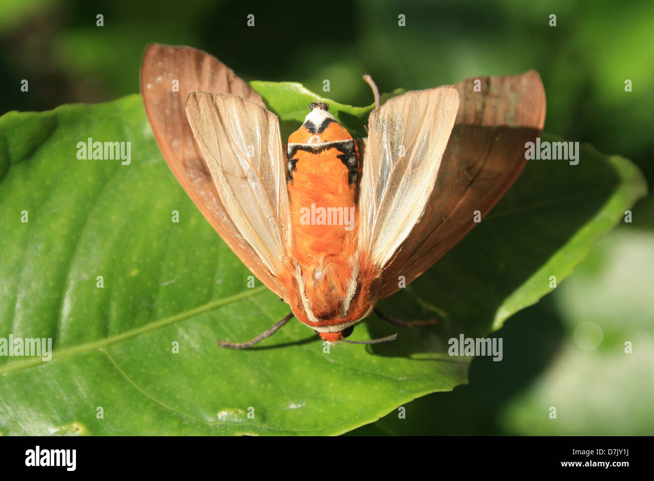 An orange and brown moth standing on the leaf of a plant in Cotacachi ...