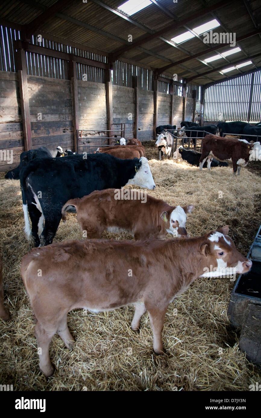 Suckler cow hi-res stock photography and images - Alamy