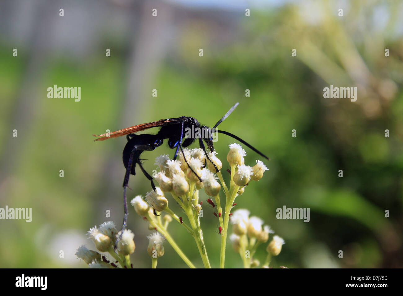 Tarantula hawk wasp hi-res stock photography and images - Alamy