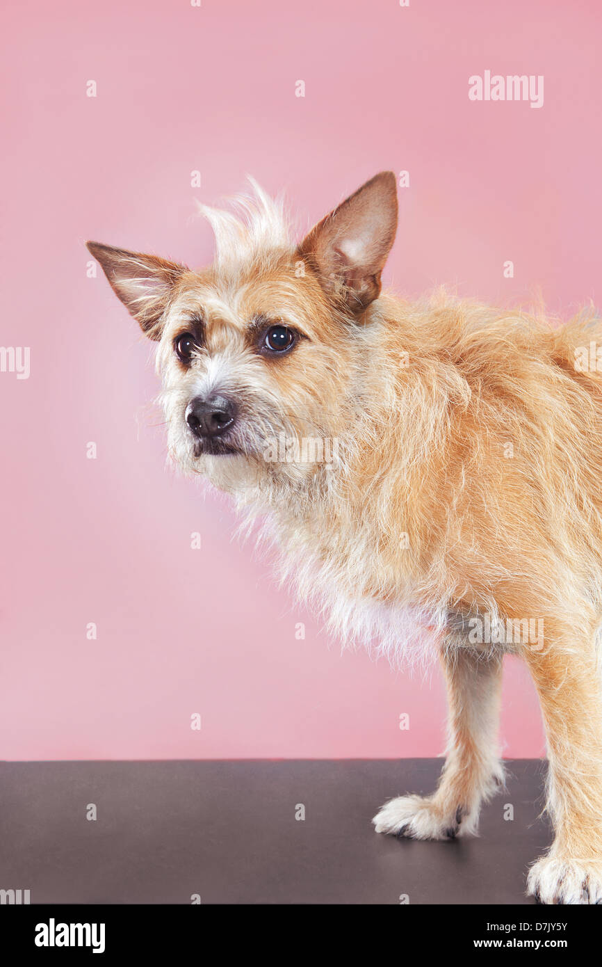 Cute dog portrait with tuff of hair Stock Photo - Alamy