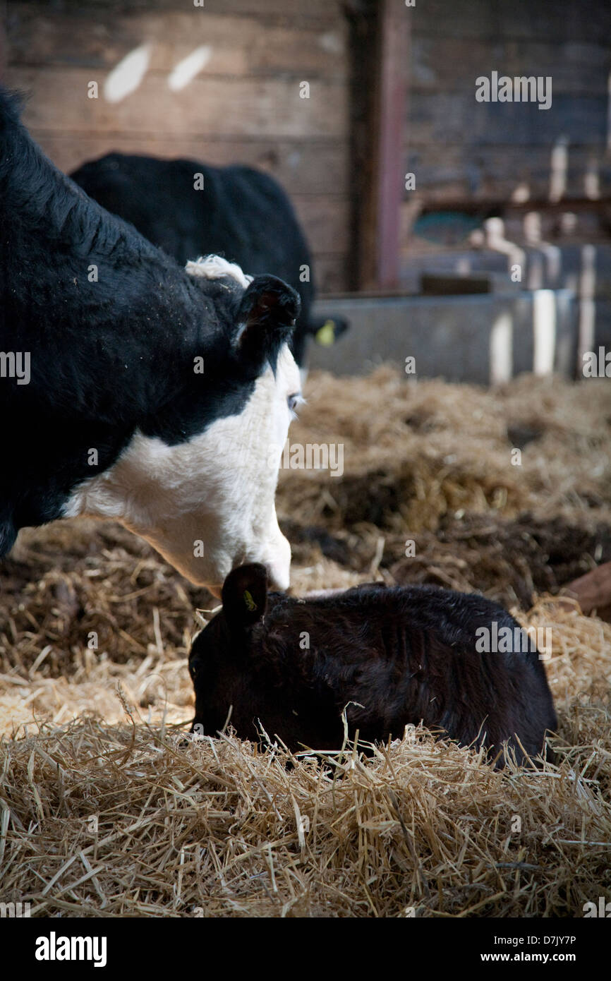 Suckler cow hi-res stock photography and images - Alamy