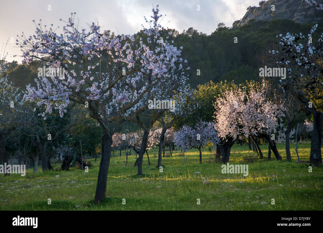 Almond blossom in spring afternoon light Stock Photo - Alamy