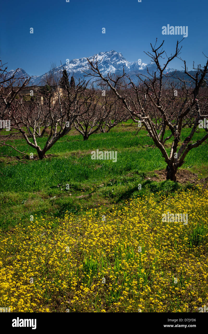 Awesome view of orchard in Barikot Swat Stock Photo - Alamy