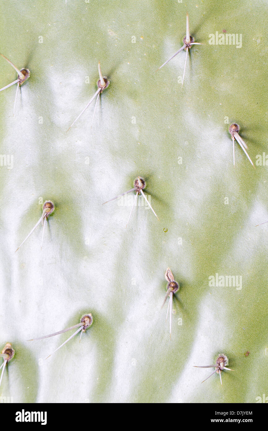 Close view detail of the spiky surface of a cactus plant Stock Photo ...