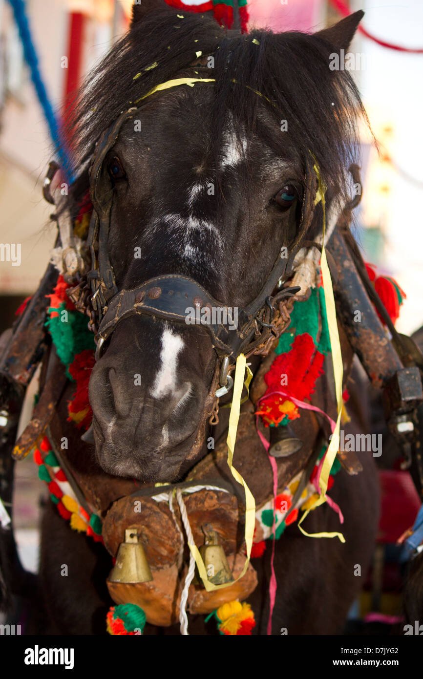 Happy close up view of the head of a donkey Stock Photo - Alamy