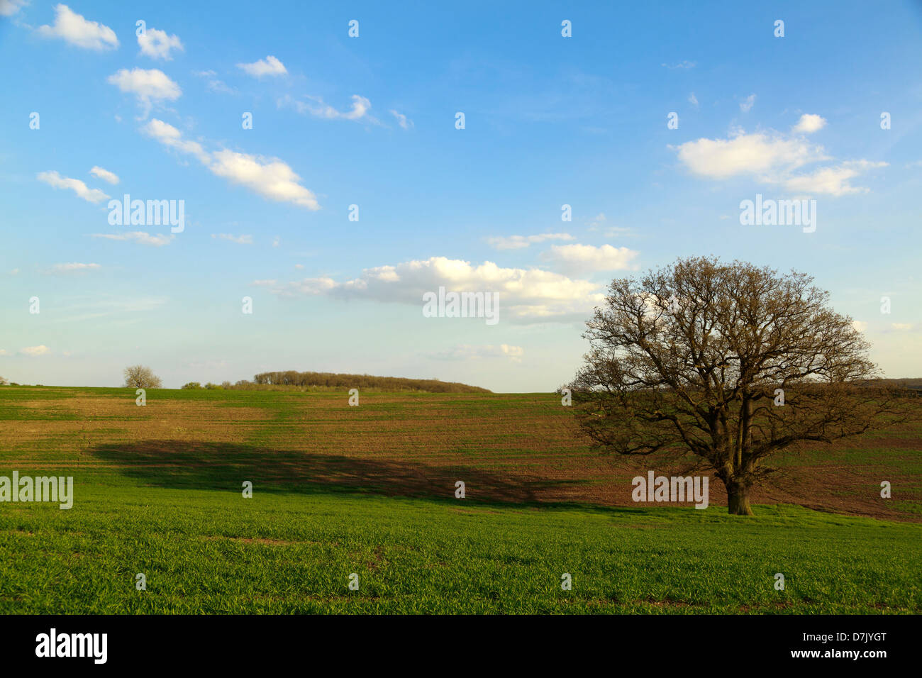 A large tree with shadow at Fermyn Woods Country Park, Northamptonshire ...