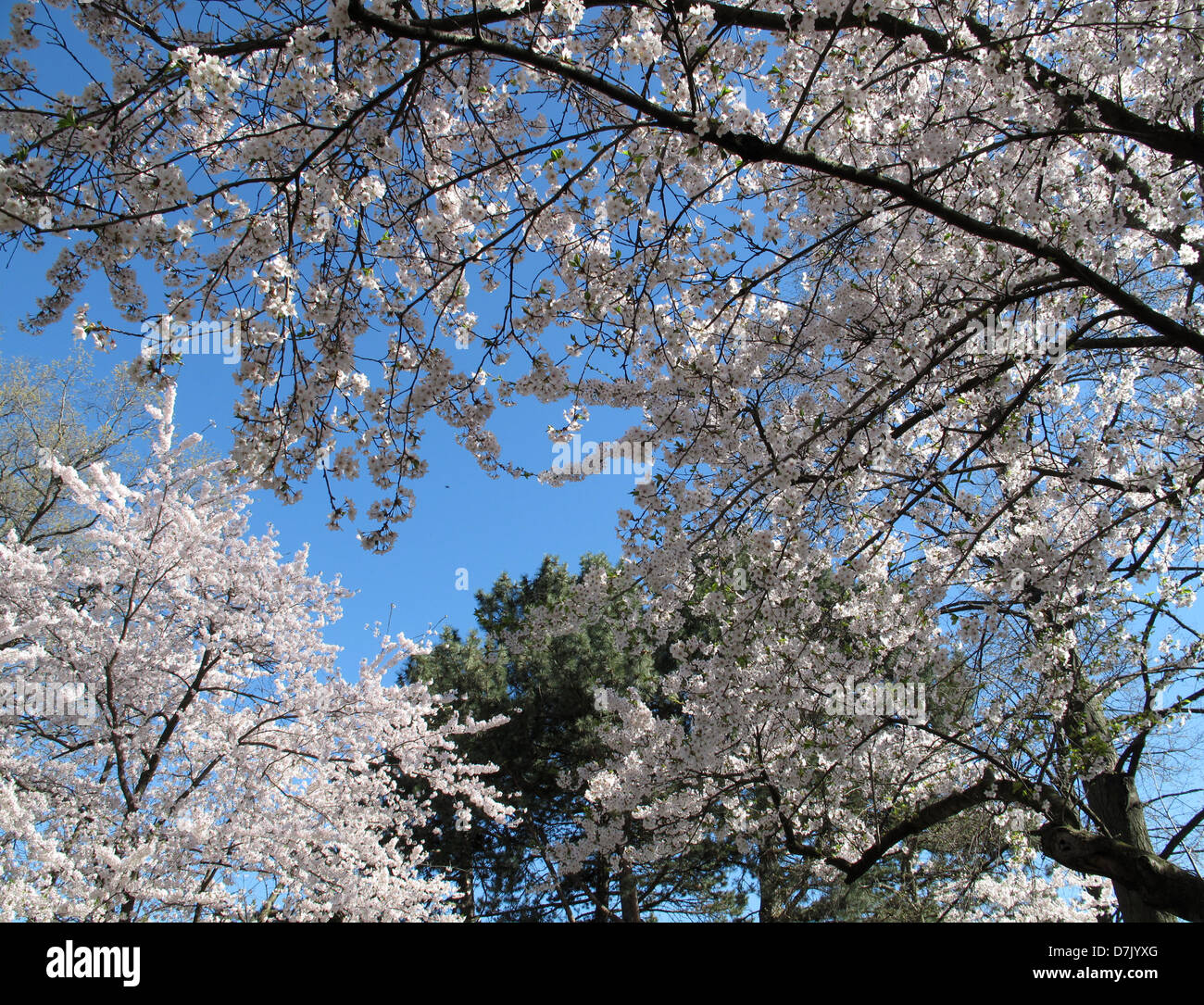 Beautiful Cherry Blossoms Stock Photo - Alamy