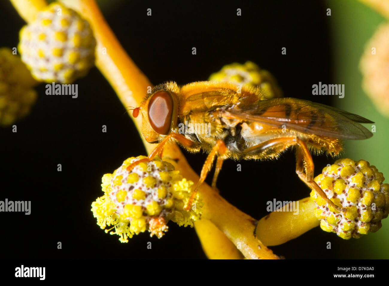 Close up view of a beautiful orange hoverfly (Parhelophilus frutetorum ...