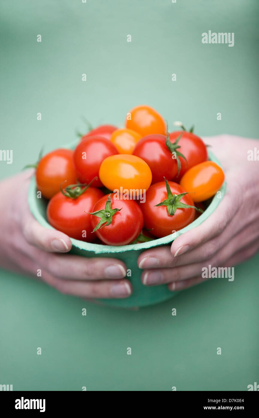 A woman's hands holding a green cardboard punnet of cherry tomatoes ...