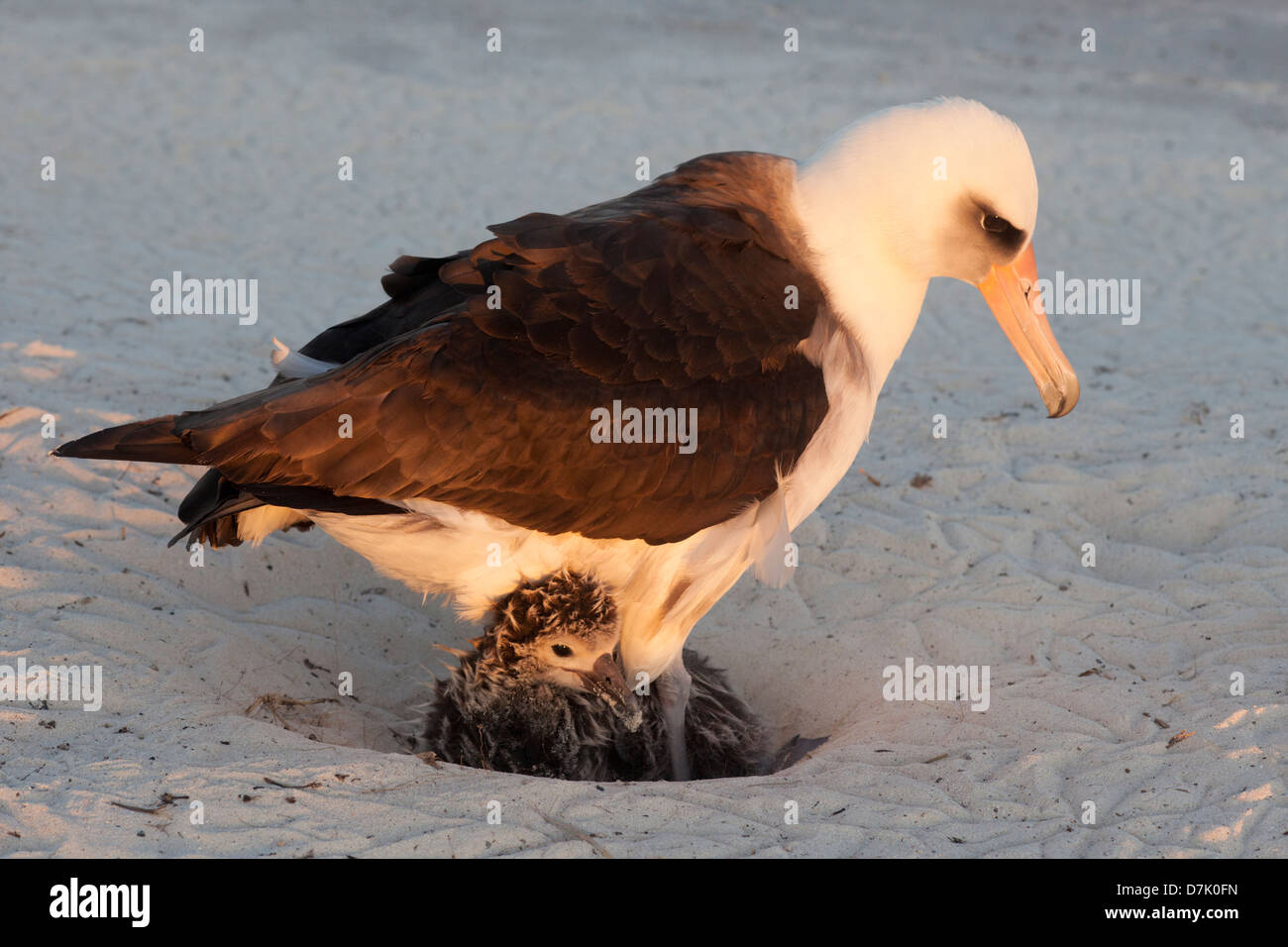 Albatross On Nest High Resolution Stock Photography and Images - Alamy