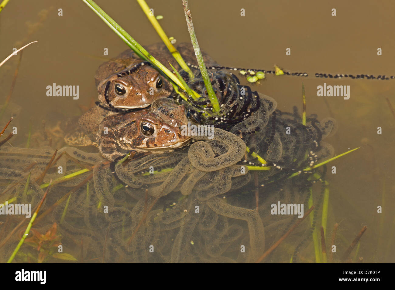 Toad laying eggs hi-res stock photography and images - Alamy
