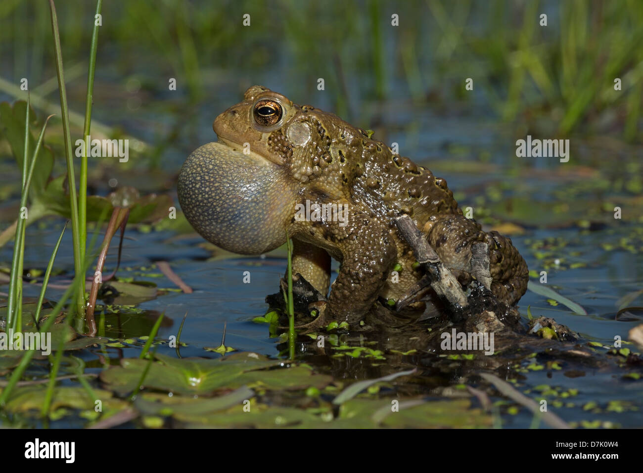 American toad - Bufo americanus - New York - Male calling to attract ...