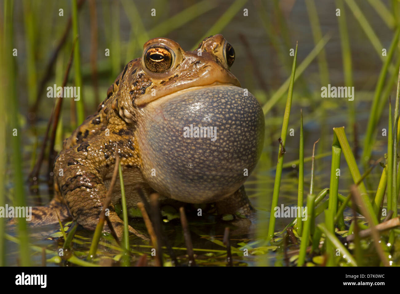 American toad calling bufo americanus hi-res stock photography and ...