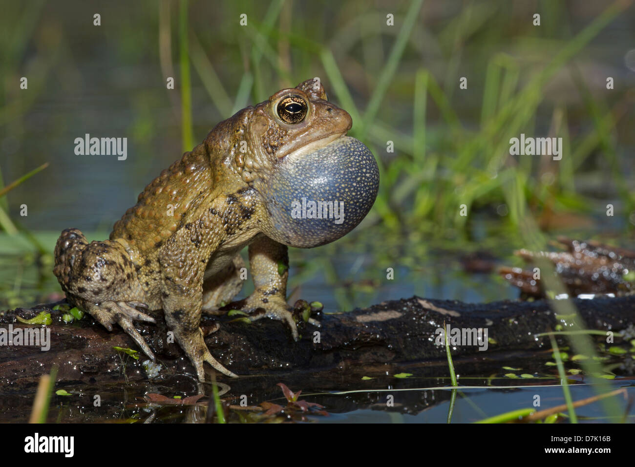 American toad calling bufo americanus hi-res stock photography and ...