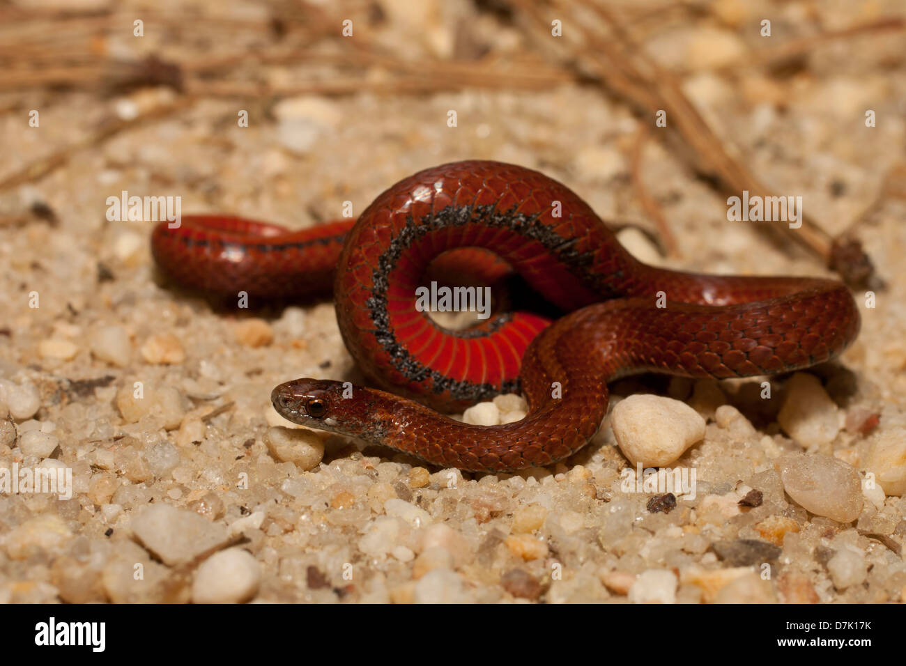 Redbelly snake showing red underside - Storeria occipitomaculata Stock ...