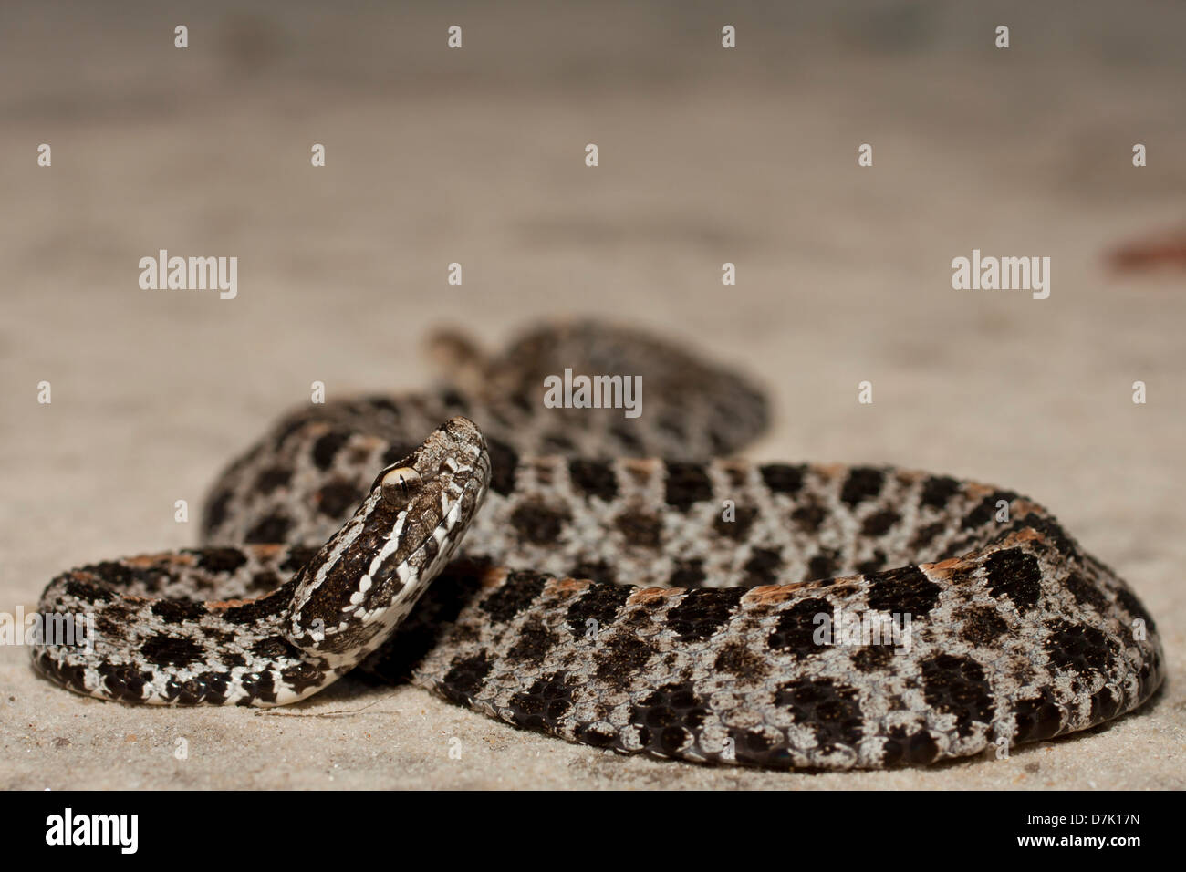 Closeup view of a dusky pygmy rattlesnake - Sistrurus miliarius ...
