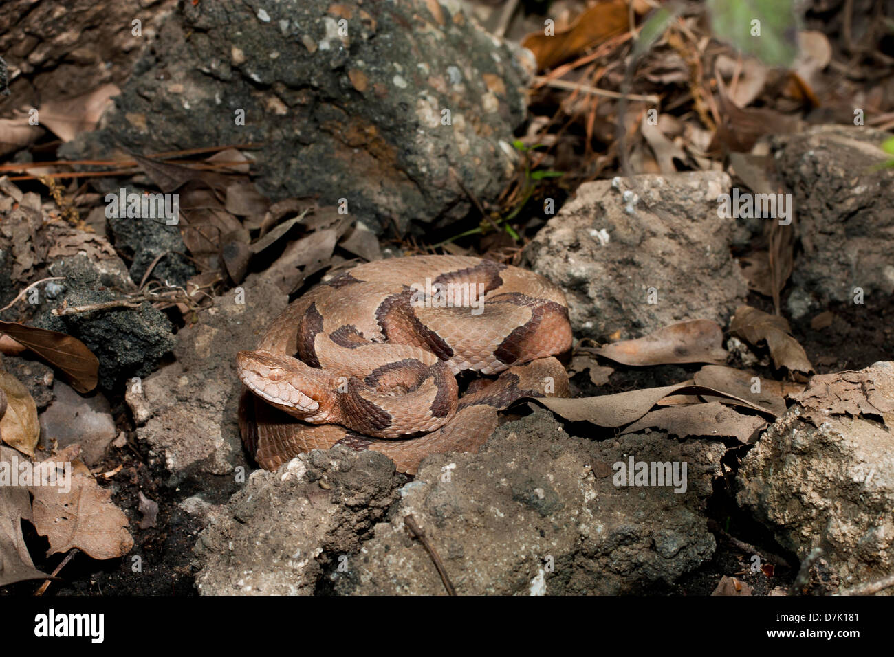 Copperhead snake camouflage hi-res stock photography and images - Alamy