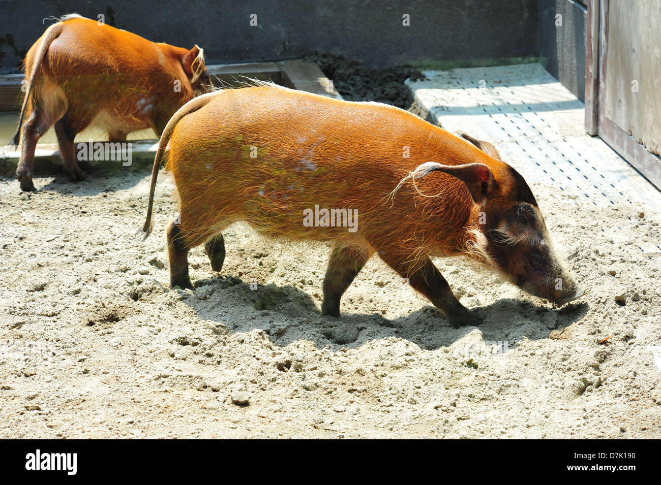 RED RIVER HOG Stock Photo - Alamy