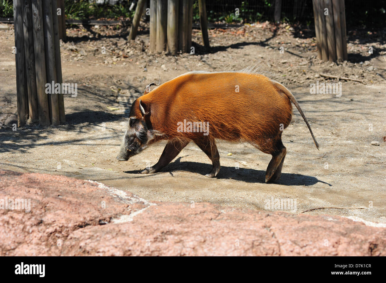 RED RIVER HOG Stock Photo - Alamy