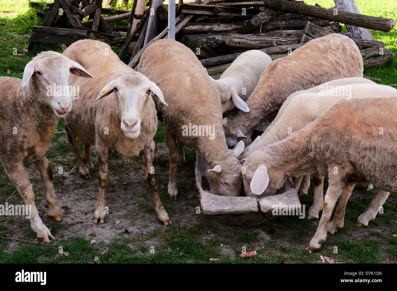 Sheeps eating food in wooden basket Stock Photo - Alamy