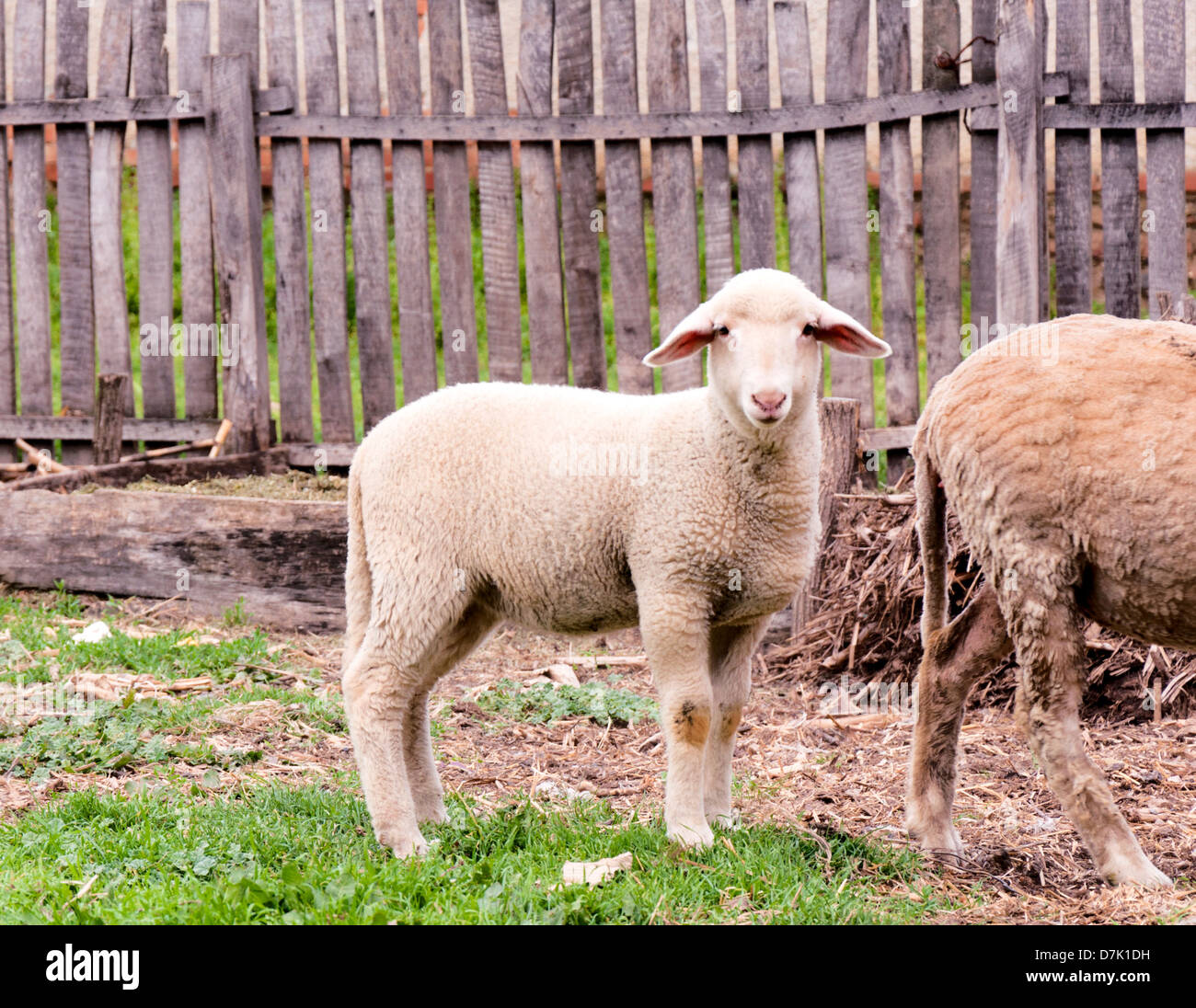 Little lamb outdoor looking at camera Stock Photo - Alamy