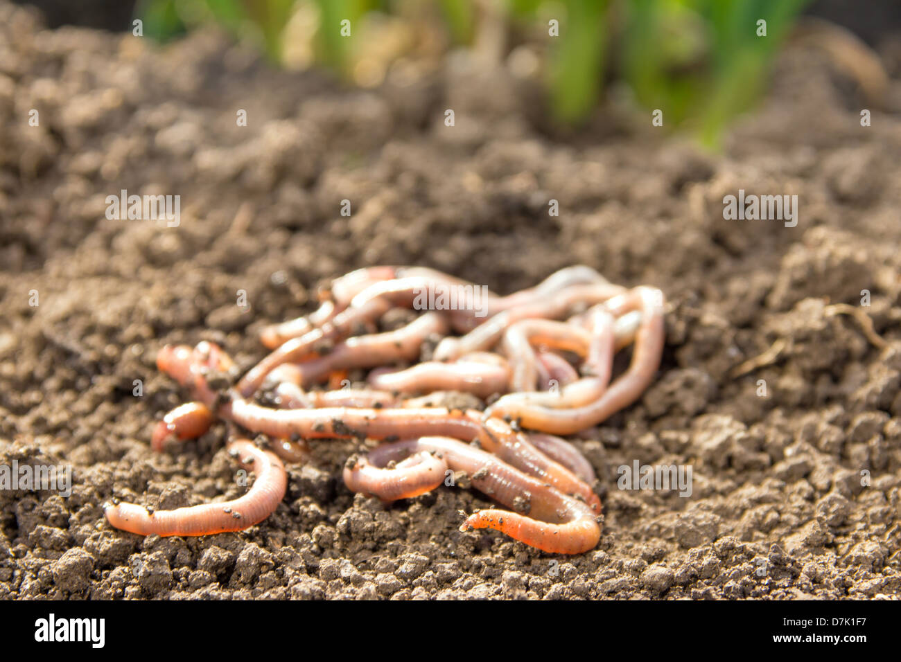 Earthworms group on earth patch close up. Agriculture or fishing ...