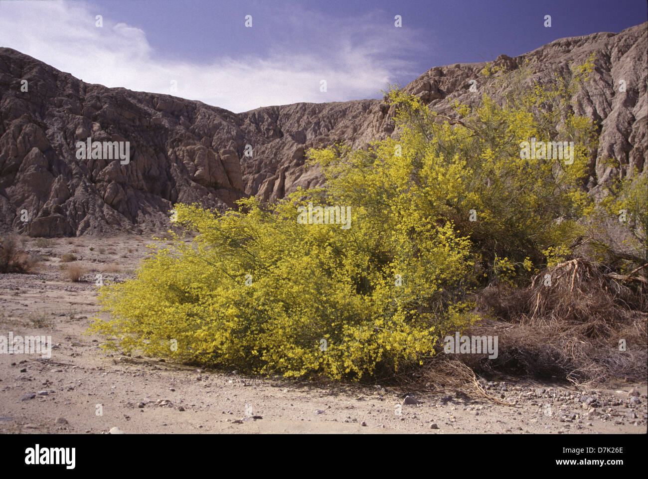 Hiking with blooming palo verde hi-res stock photography and images - Alamy