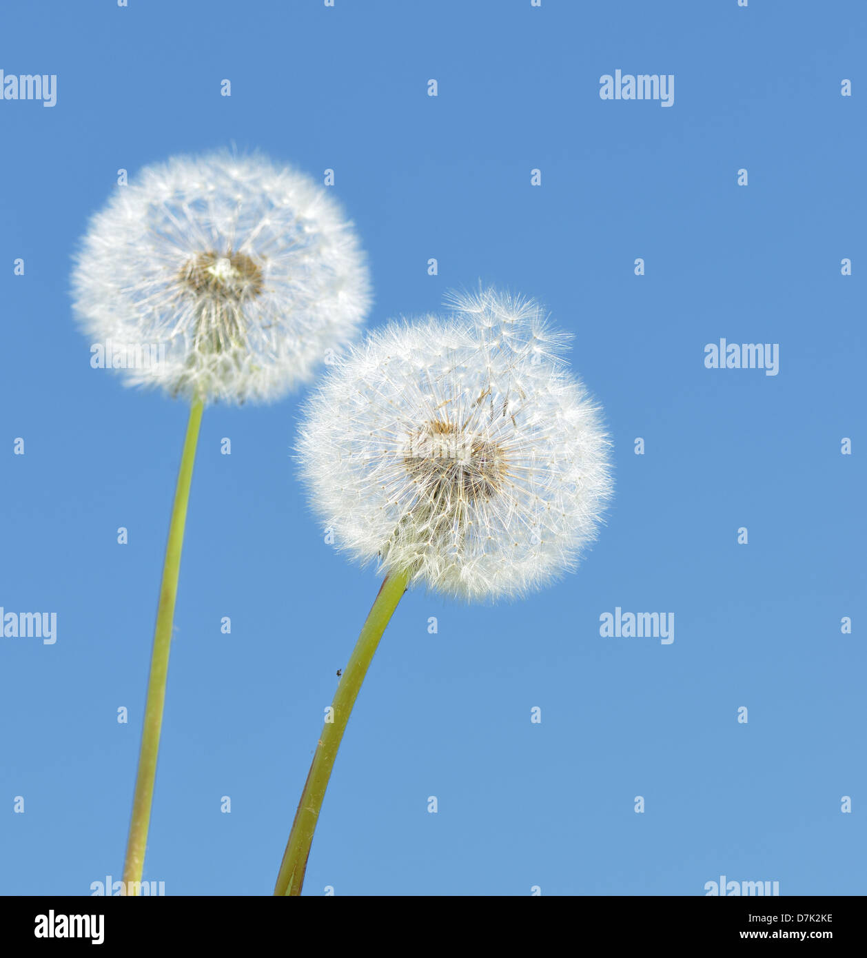 two dandelion on blue sky background Stock Photo - Alamy
